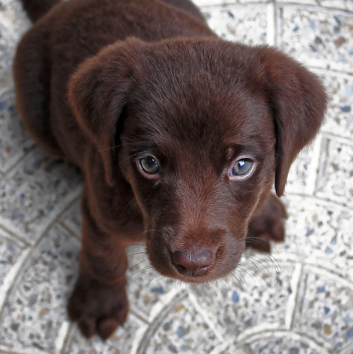 Puppy Information Pack